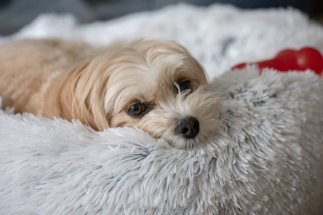 Best Dog Beds for Anxiety: How the Cloud K9 Can Help Calm Your Dog ...