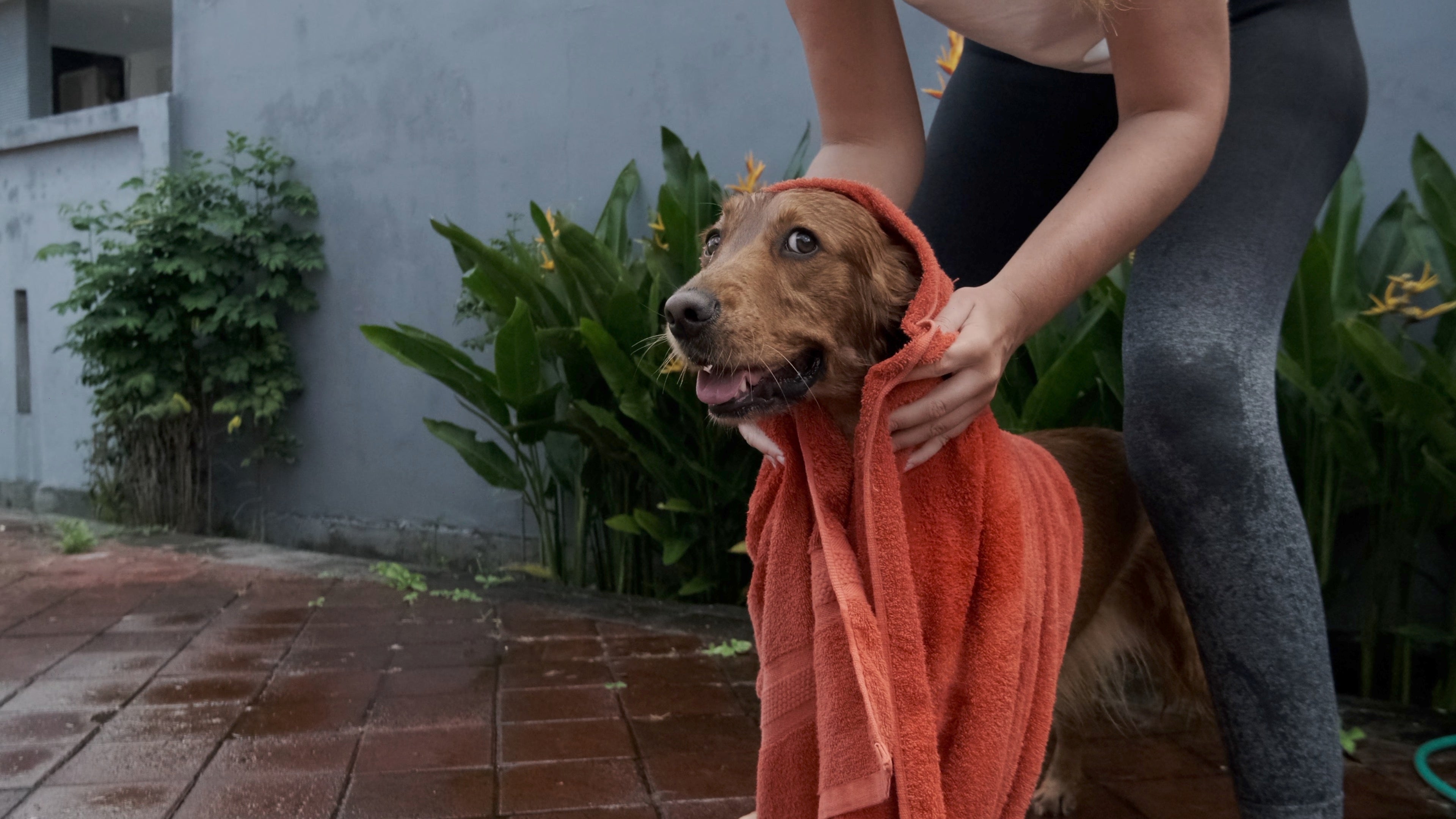 How To Dry A Dog After A Walk The Right Way | Muddy Mat – Muddy Mat®