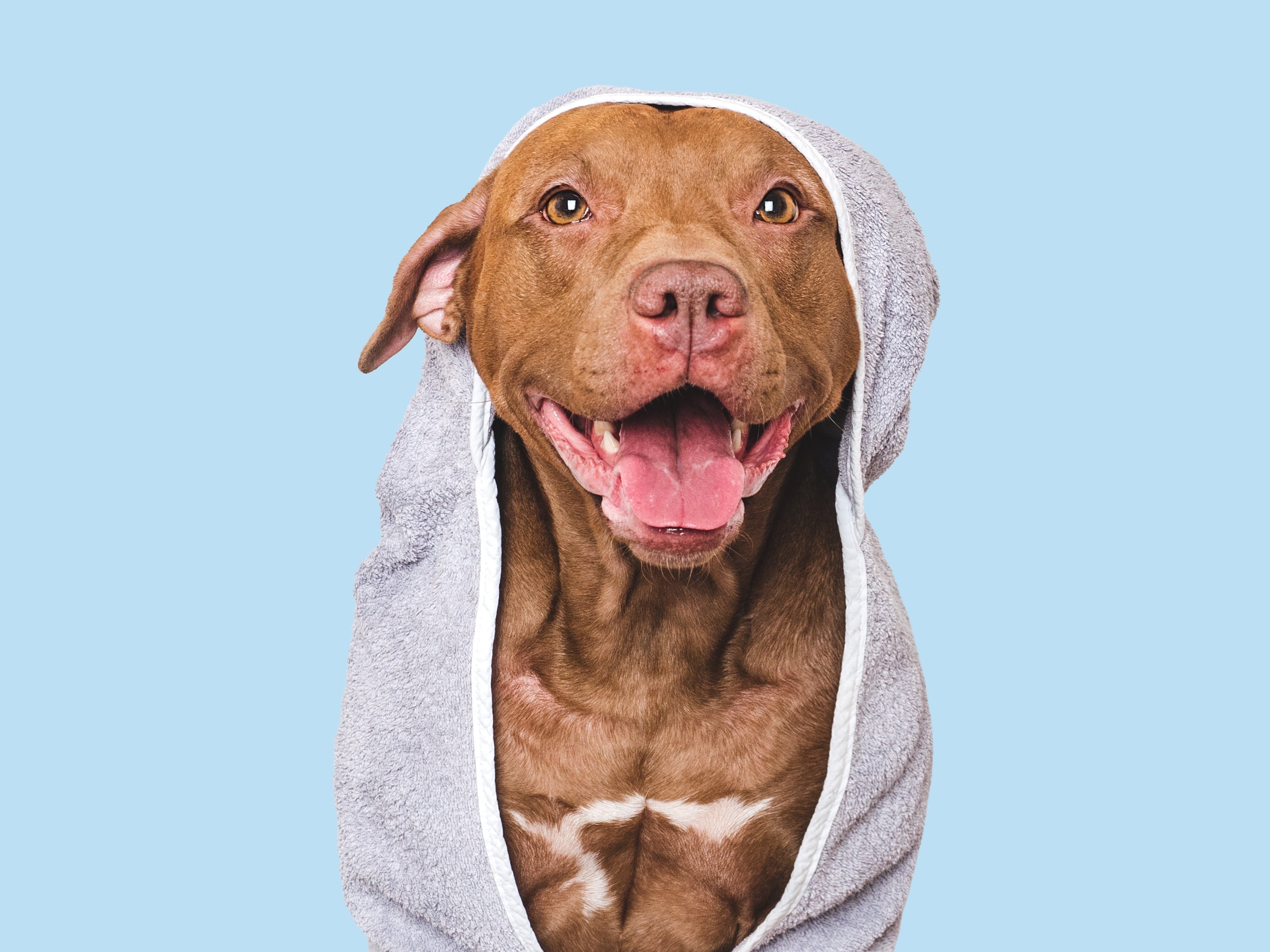 Are Dog Towels Worth It? A Practical Guide for Dog Owners – Muddy Mat®